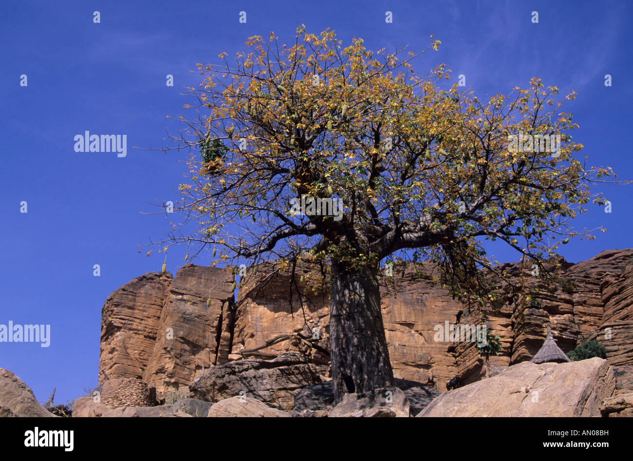 Mali Dogan Country Baobab Tree Stock Photo - Alamy