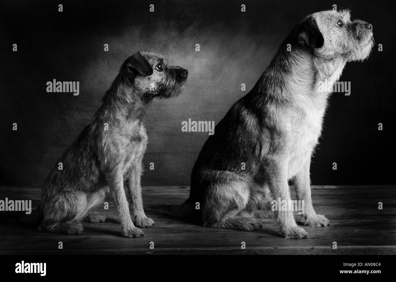 Dogs sitting by table hi-res stock photography and images - Alamy