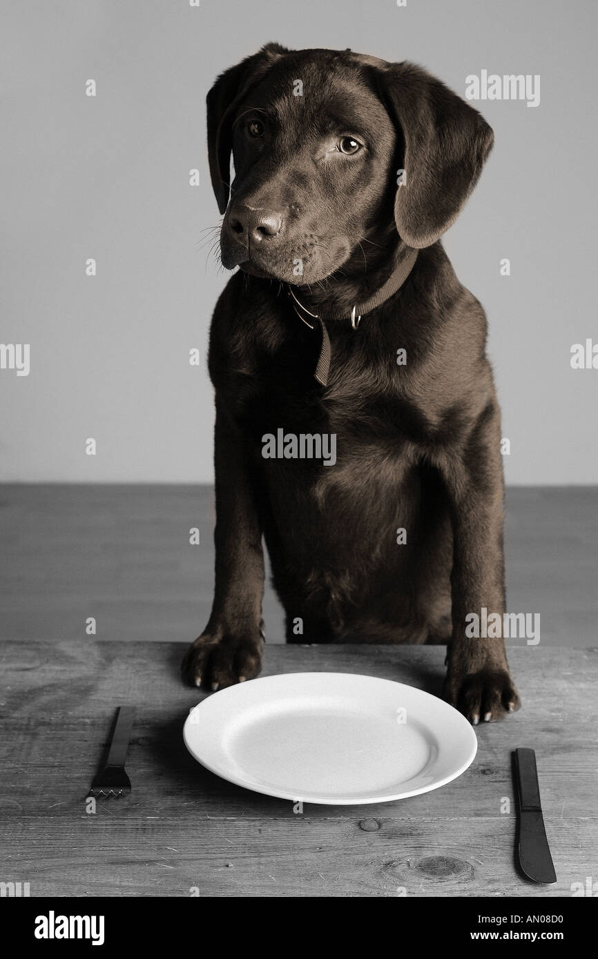 Sitting dinner table black white hi-res stock photography and images ...