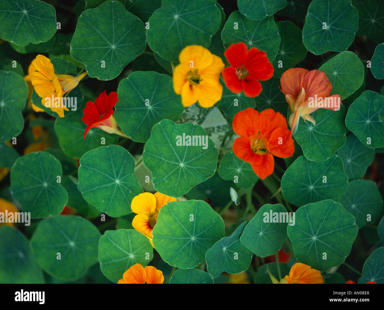 Trailing trailing flowers hi-res stock photography and images - Alamy