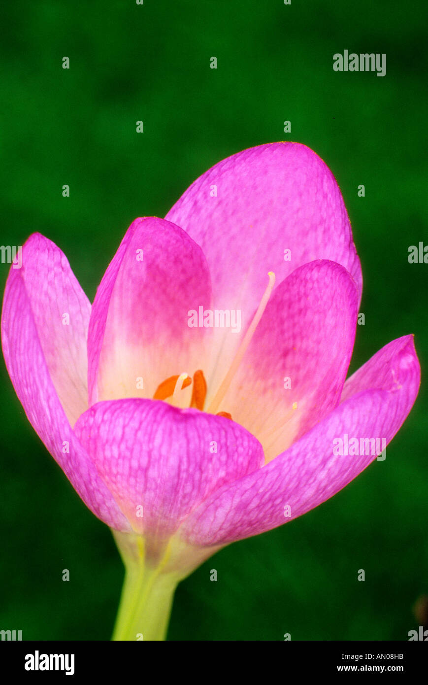Colchicum corm hi-res stock photography and images - Alamy