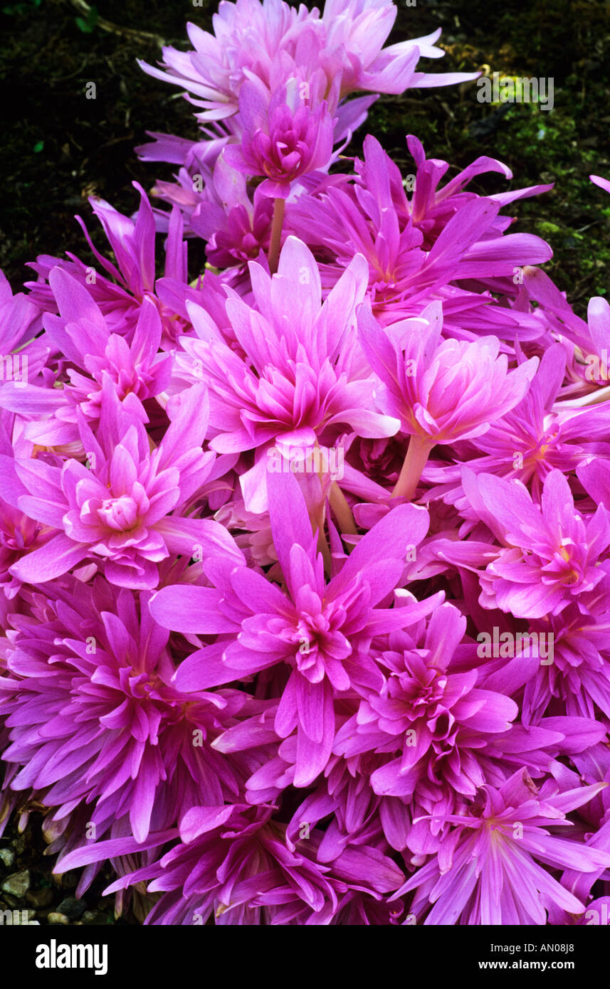 Colchicum Corm High Resolution Stock Photography and Images - Alamy