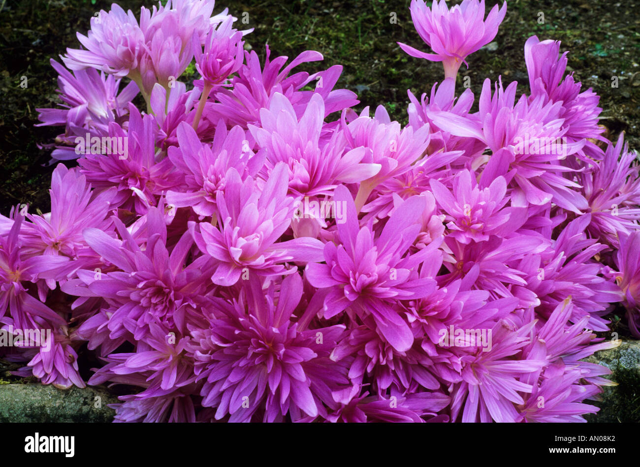 Colchicum Corm High Resolution Stock Photography and Images - Alamy