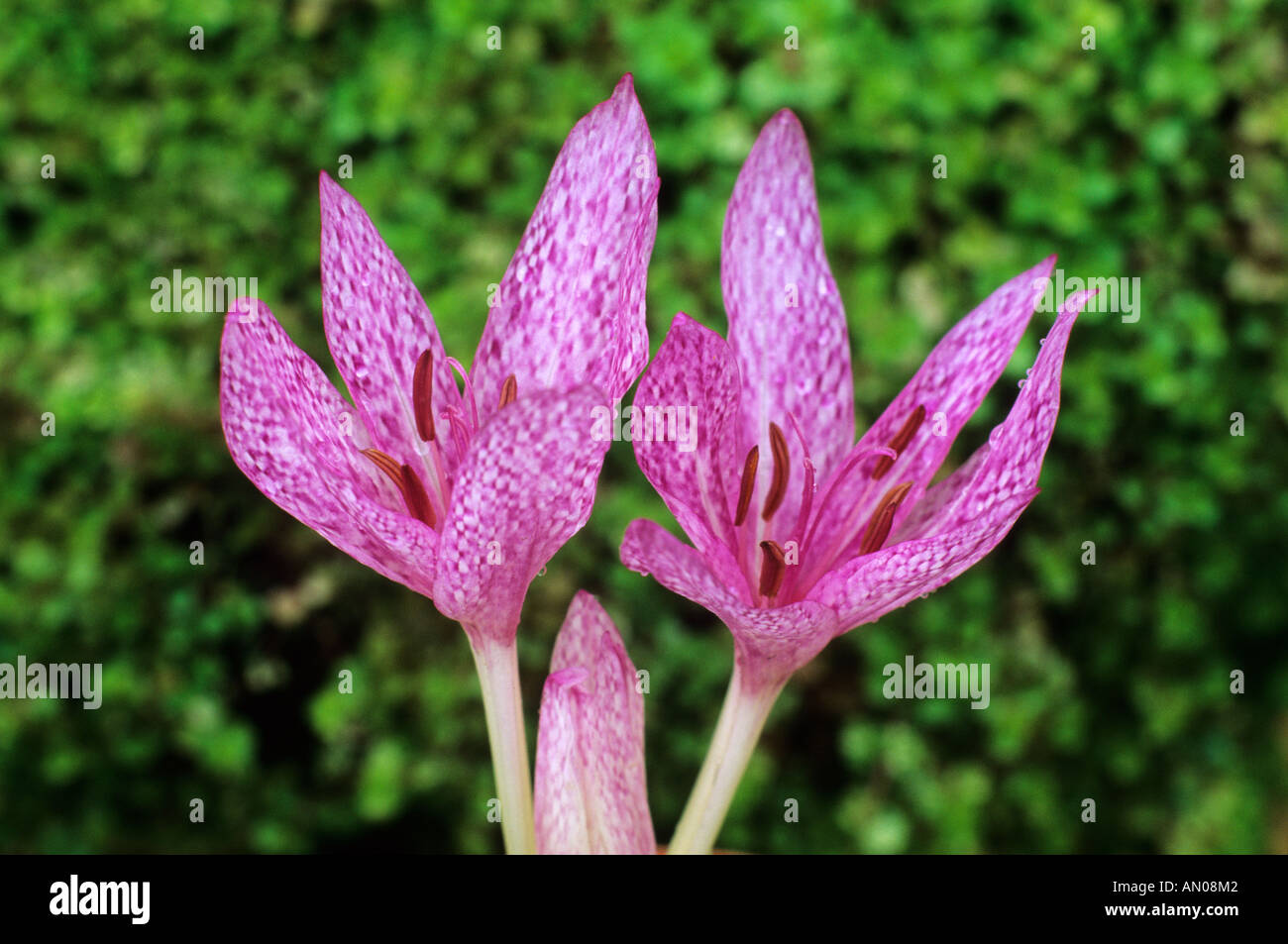 Colchicum agrippinum October Stock Photo - Alamy