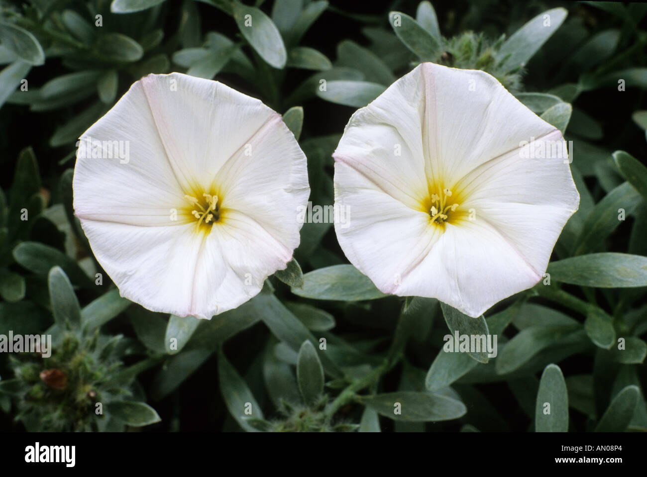 Convolvulus cneorum, climbing garden plant, white flowers, May, close ...