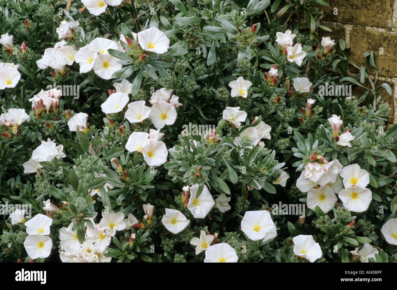 Convolvulus cneorum, climbing garden plant, white flowers Stock Photo ...