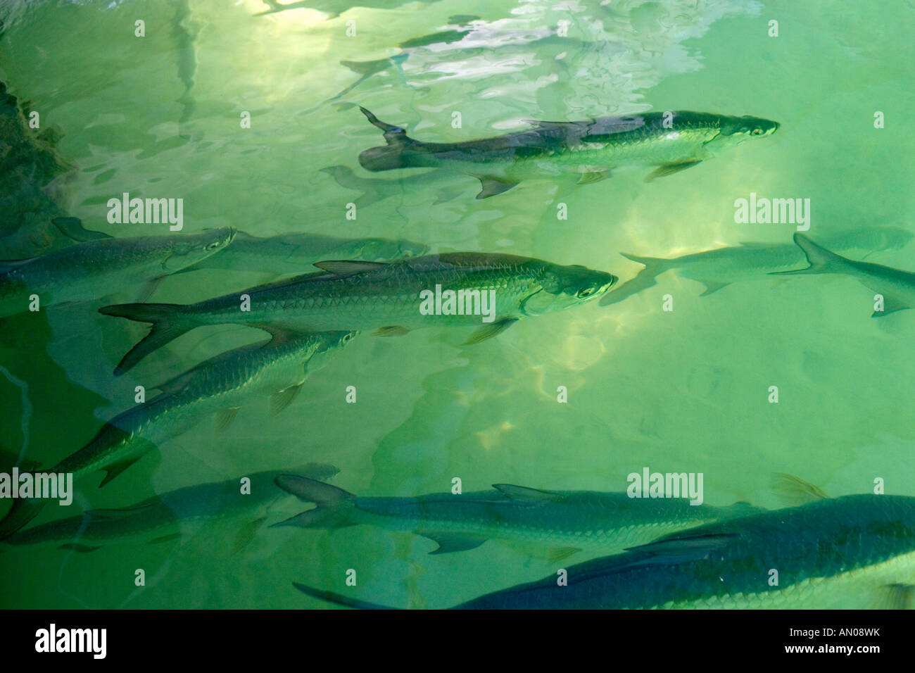 Tarpon fish swimming in shallow water near islamorada, florida, USA ...
