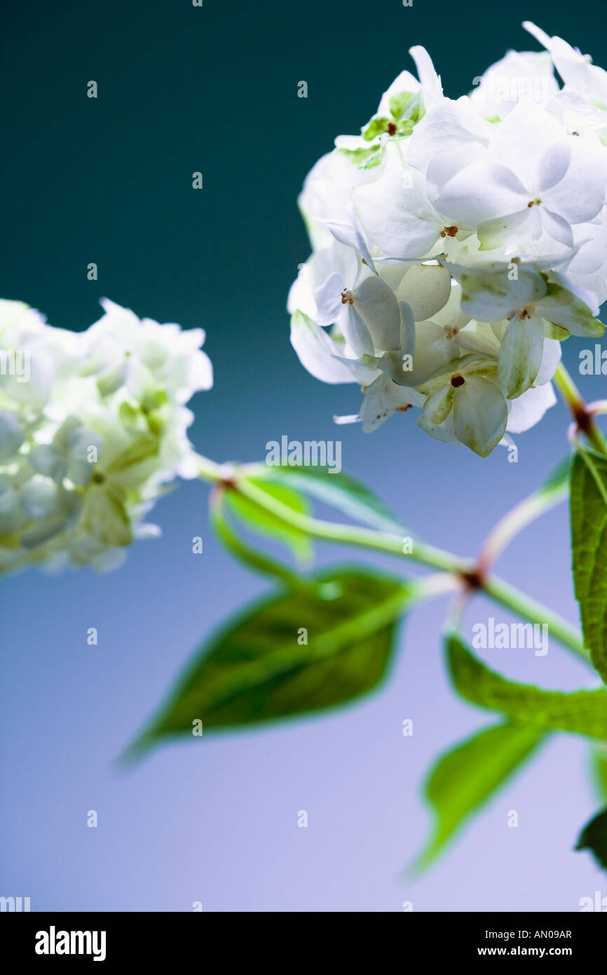 Hydrangea scale hi-res stock photography and images - Alamy