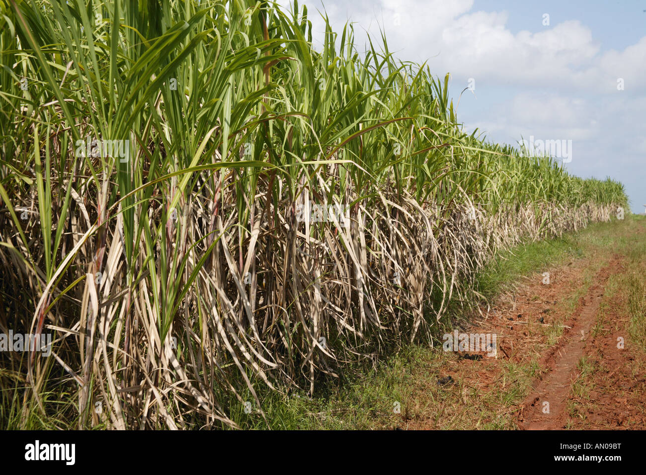 Cuban sugar plantation hi-res stock photography and images - Alamy