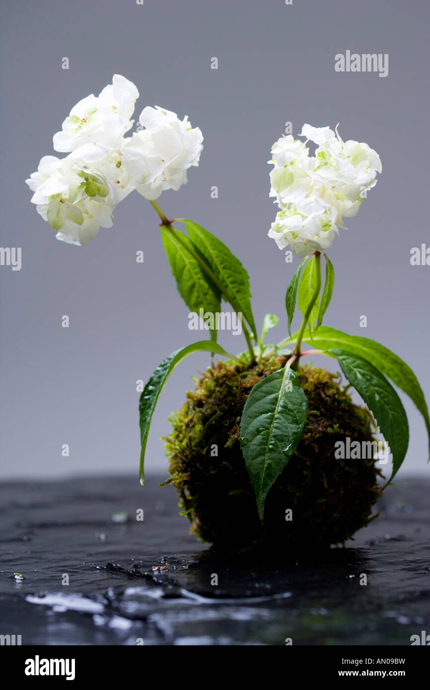 Hydrangea scale hi-res stock photography and images - Alamy