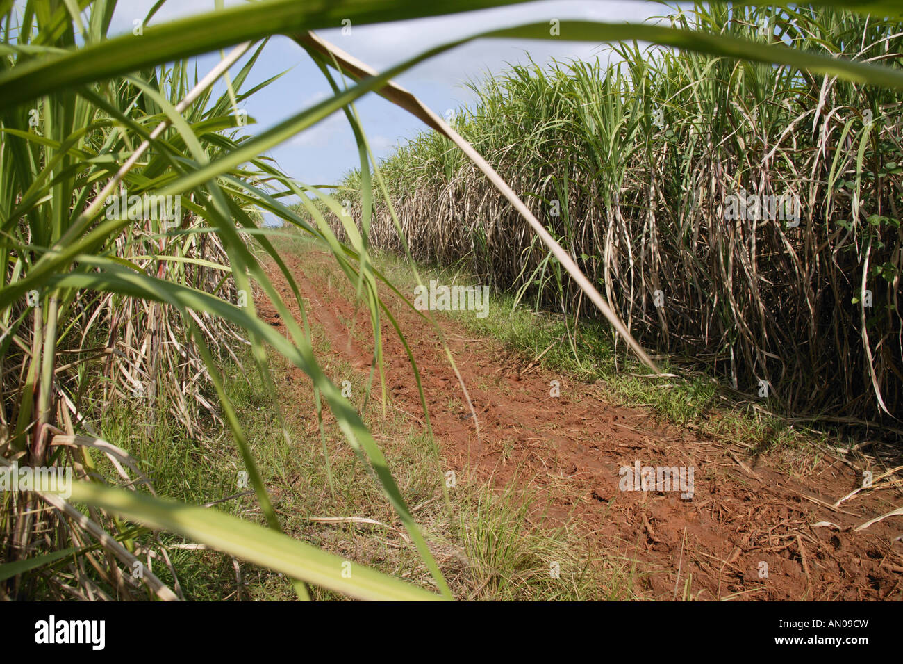 Sugar cane plantation cuba hi-res stock photography and images - Alamy