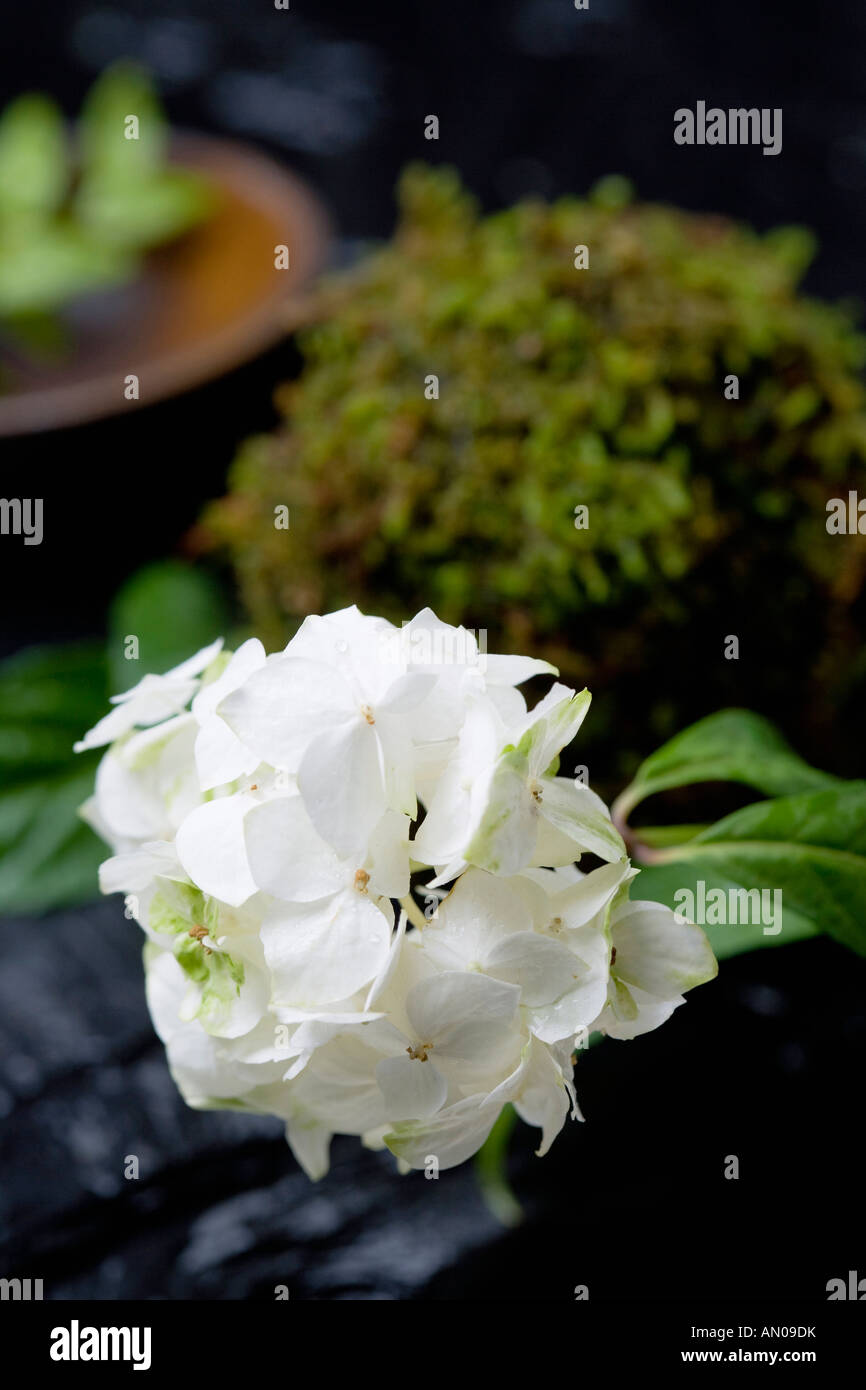 Hydrangea scale hi-res stock photography and images - Alamy