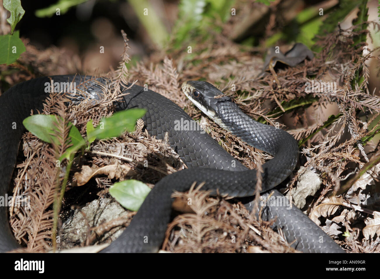 Racer hi-res stock photography and images - Alamy
