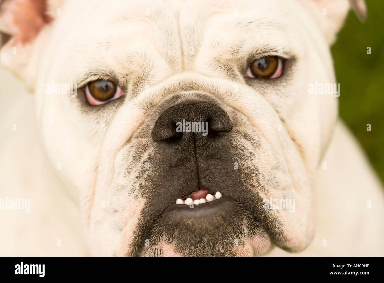 Closeup headshot of white English Bulldog with teeth showing Stock ...