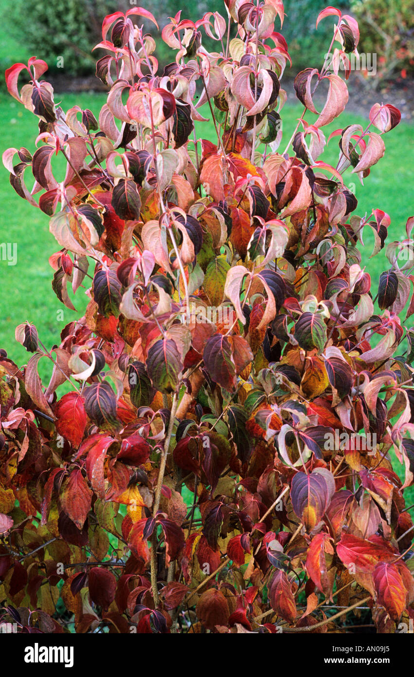 Cornus Kousa Leaf Colour High Resolution Stock Photography and Images ...