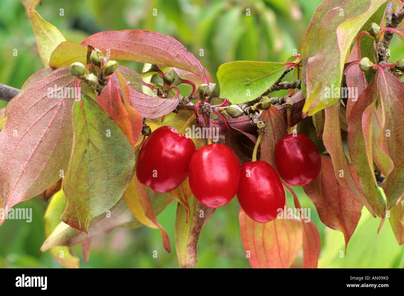 Cornus mas, red fruits, berries, September, Dogwood, garden plant ...