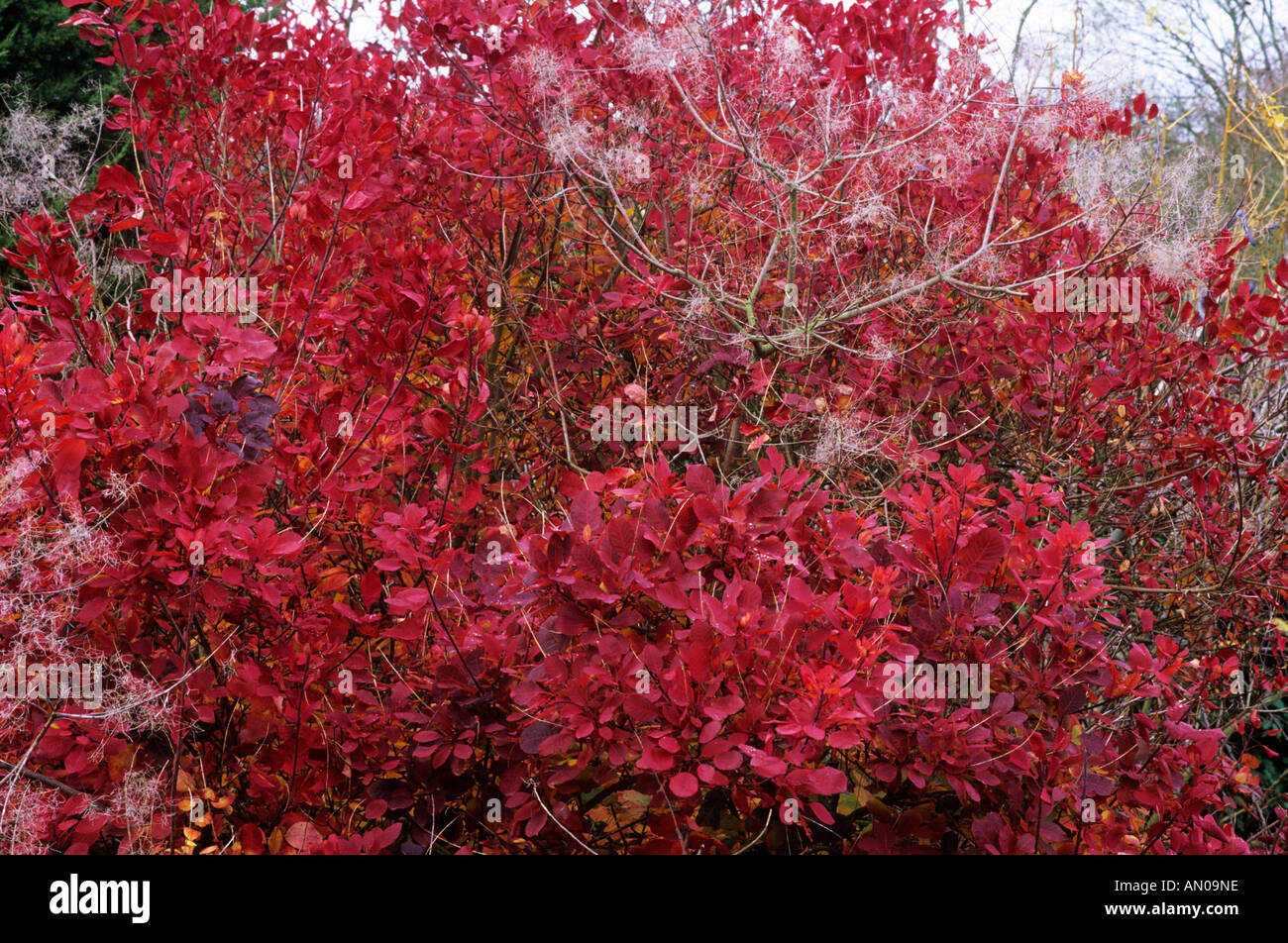Cotinus coggygria October Stock Photo - Alamy