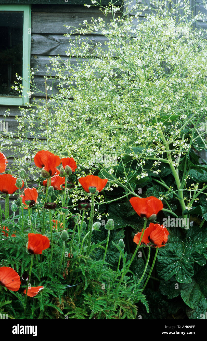 Crambe cordifolia hi-res stock photography and images - Alamy