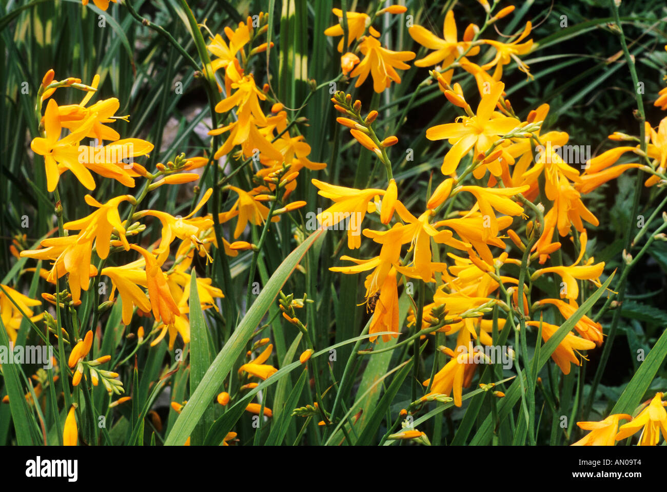 George davison hi-res stock photography and images - Alamy