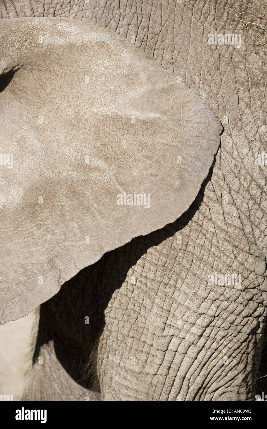 Detailed view of elephant ear Stock Photo - Alamy