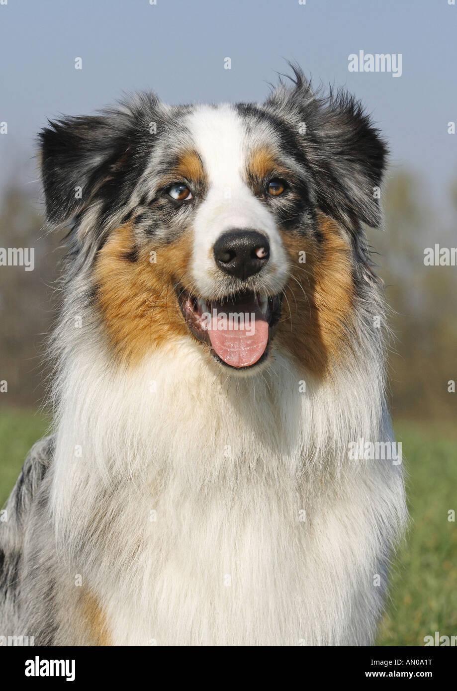 Australian Shepherd - portrait Stock Photo - Alamy