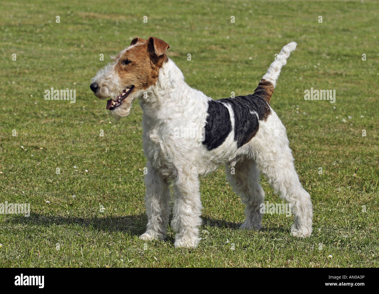 Fox Terrier - standing on meadow Stock Photo - Alamy