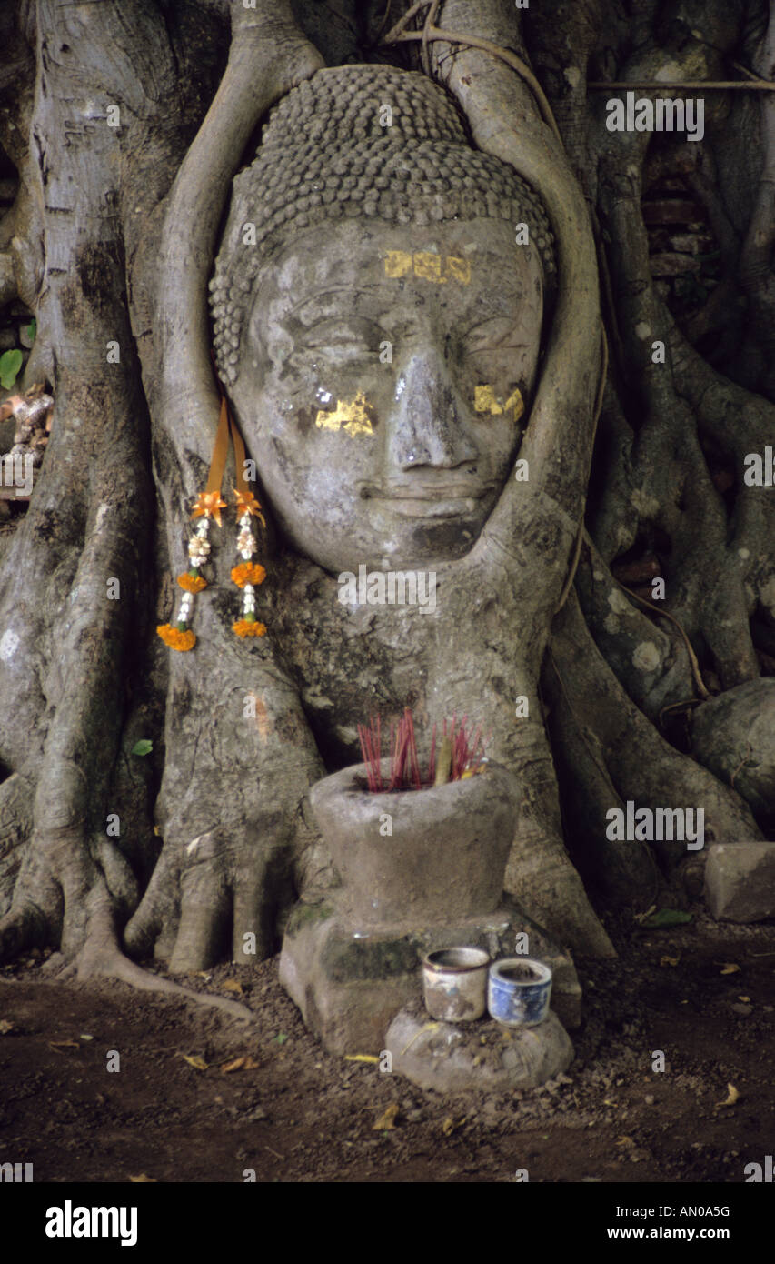 Thailand Ayutthaya Sacred Tree Stock Photo - Alamy