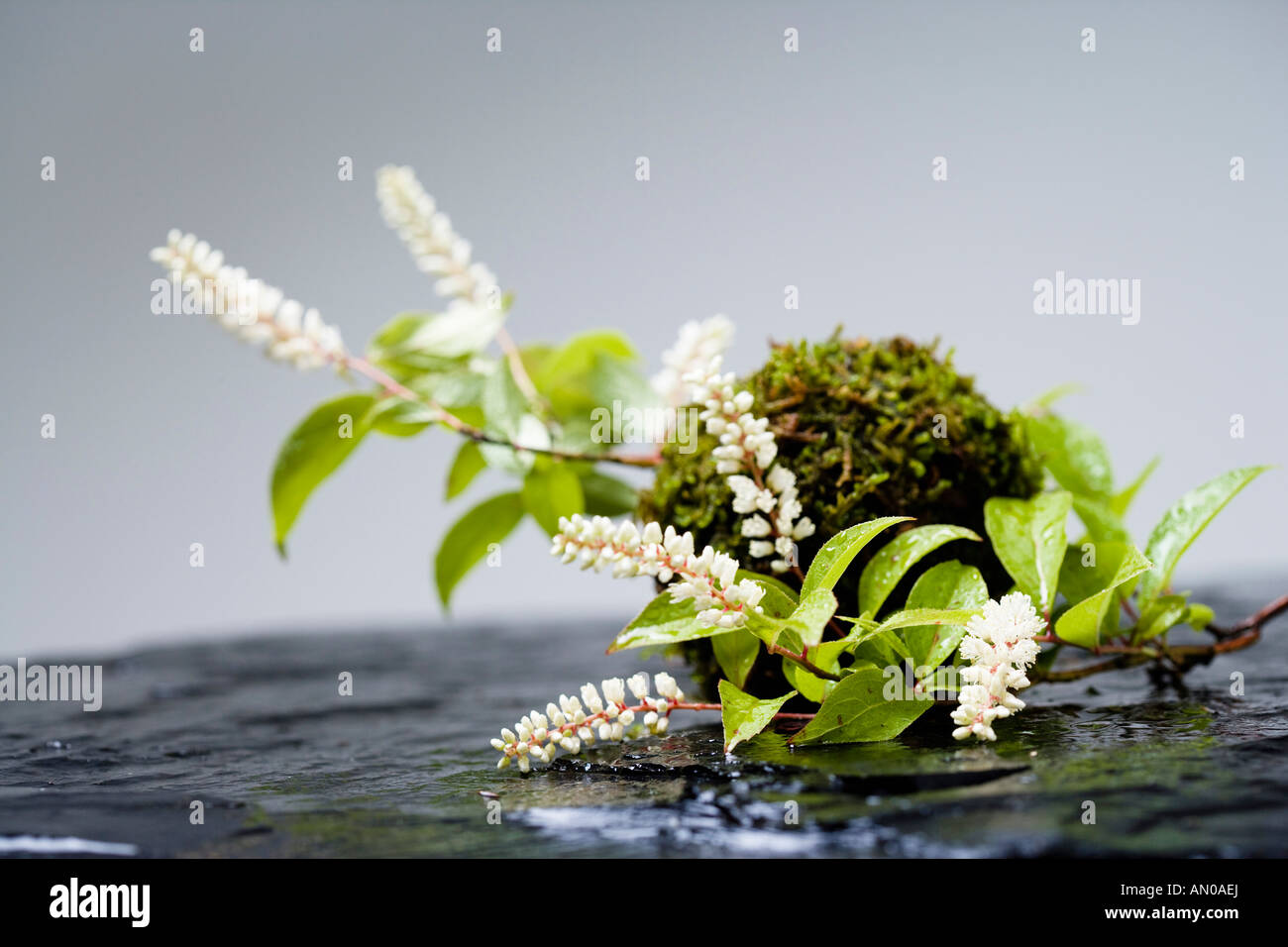 Itea virginica hi-res stock photography and images - Alamy