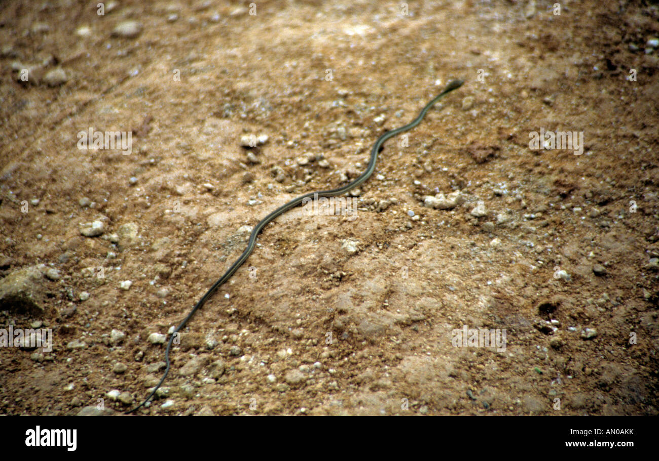 Thailand Mae Hue Tribe Boot Lace Snake Stock Photo - Alamy