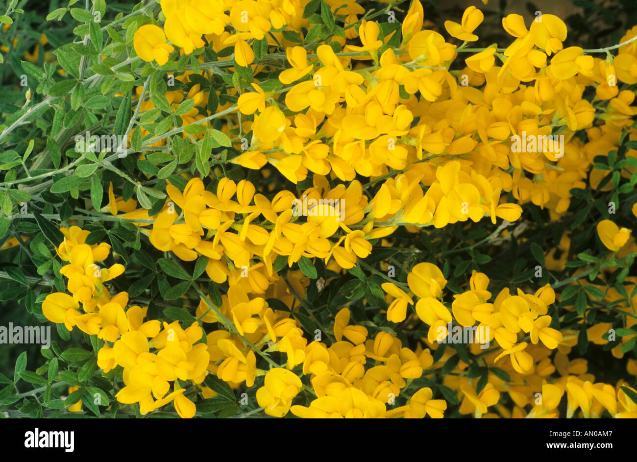 Cytisus x spachianus, syn Genista fragrans, Broom, yellow flower garden ...