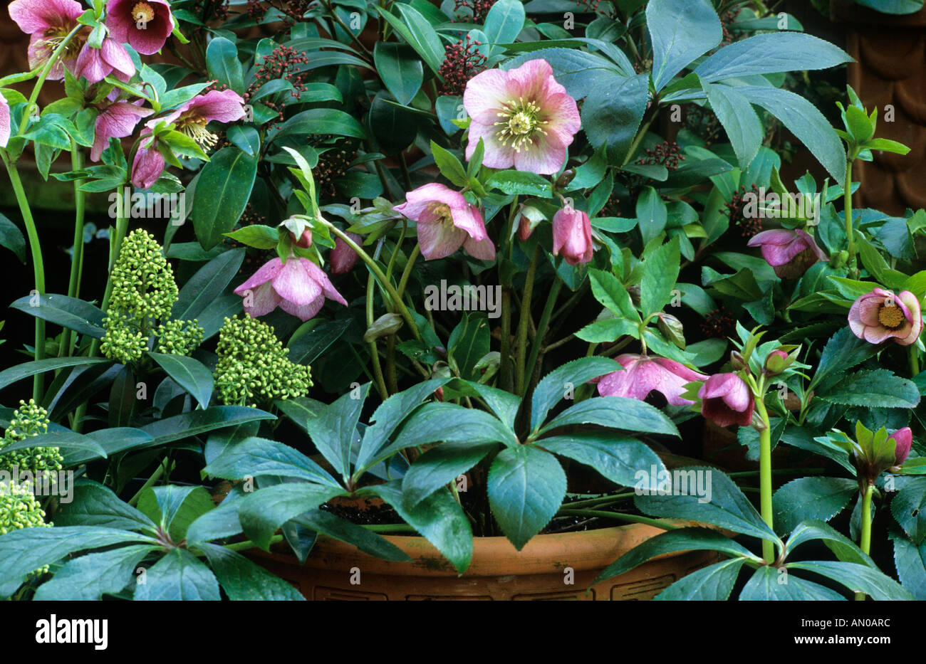 Helleborus in pot hi-res stock photography and images - Alamy