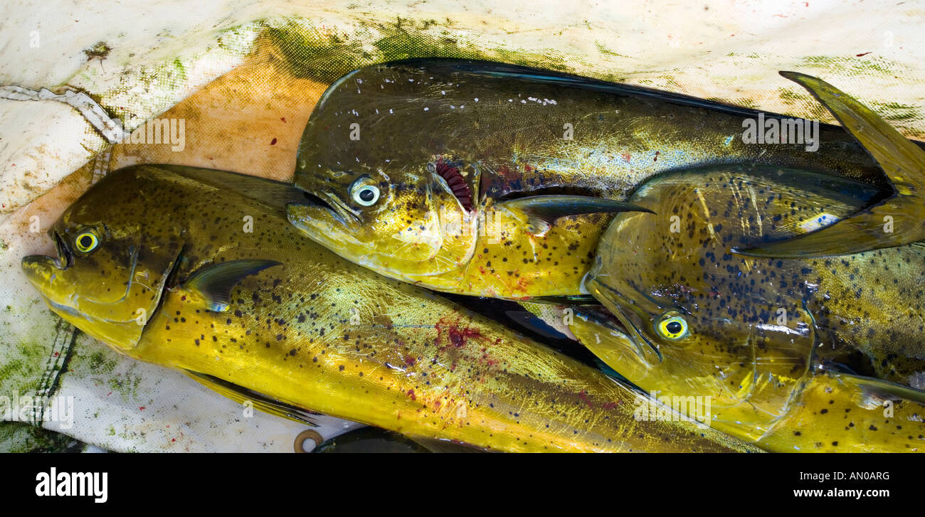 Dolphin fish caught in Mexico Stock Photo - Alamy