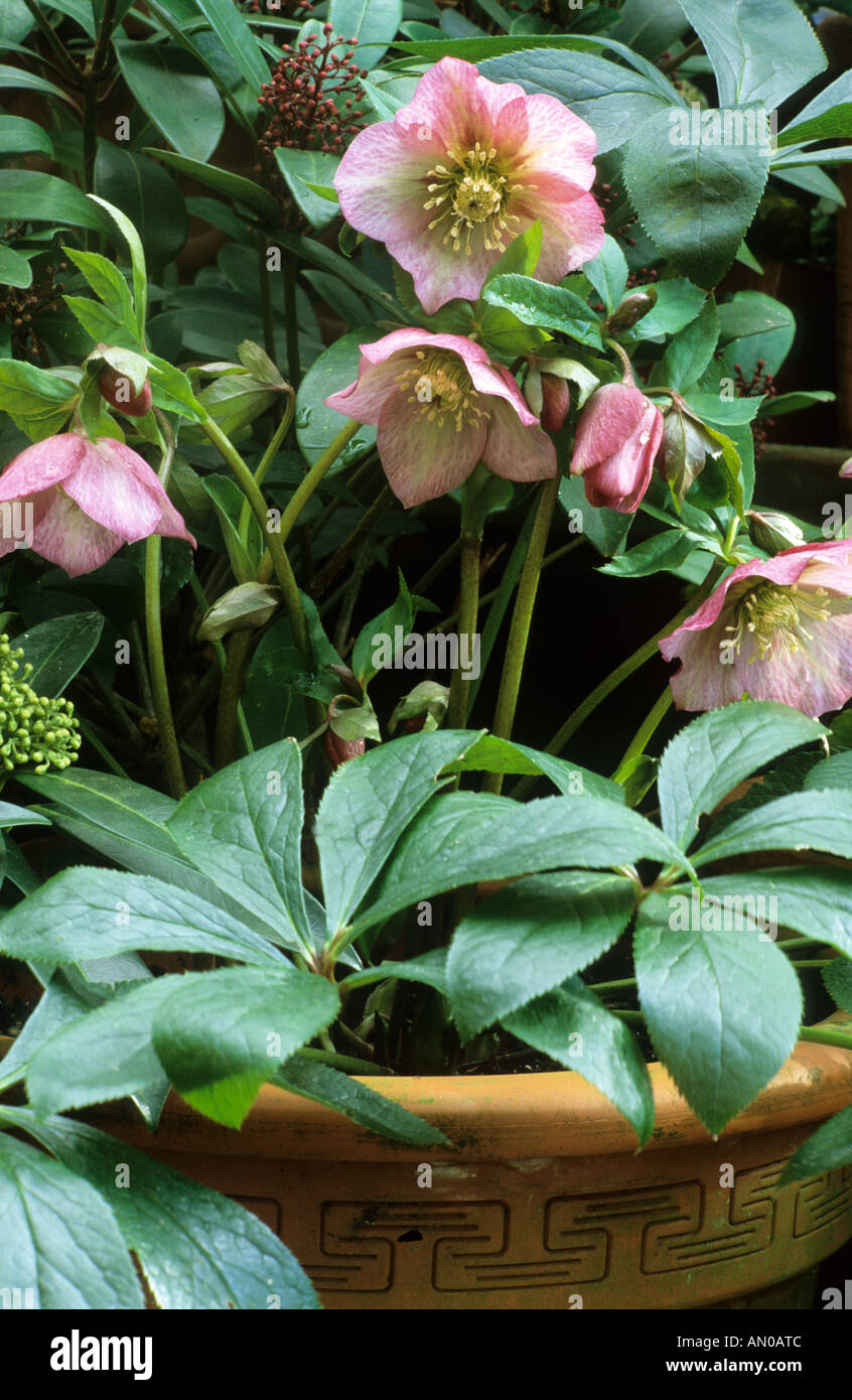 Helleborus in pot hi-res stock photography and images - Alamy
