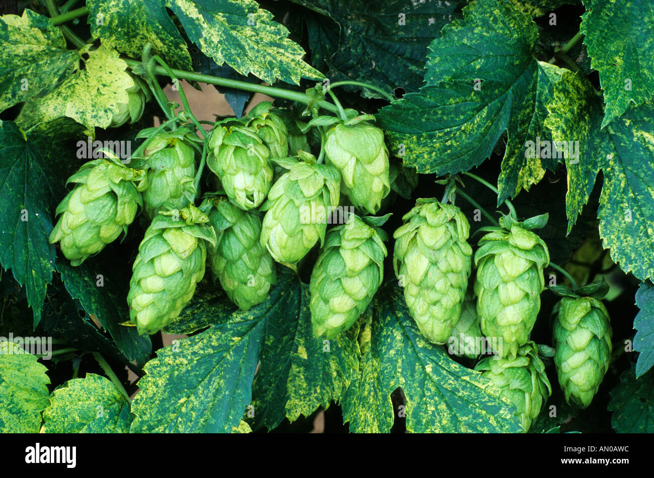 Lupulus hi-res stock photography and images - Alamy