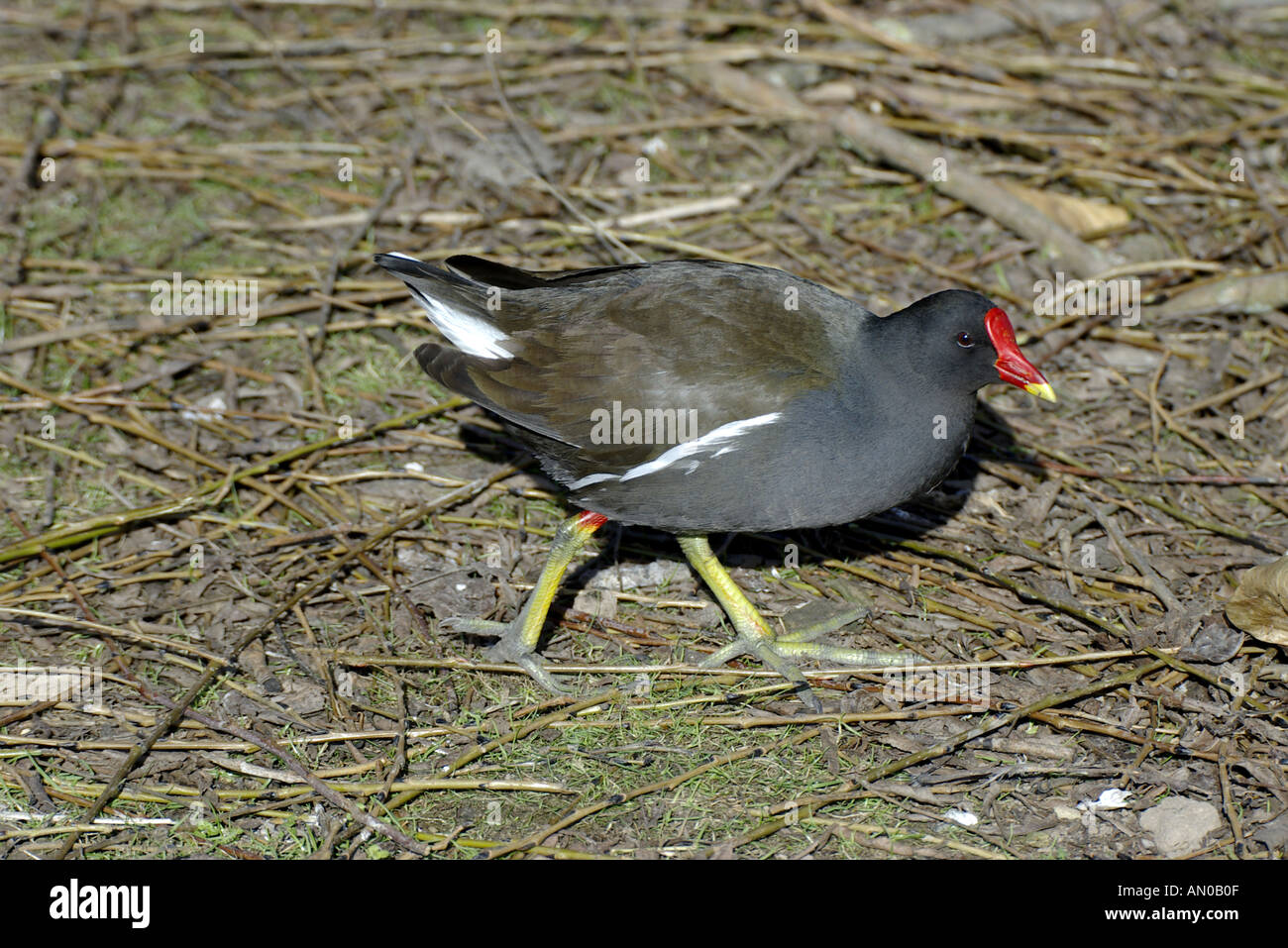 Moorhen landscape format hi-res stock photography and images - Alamy