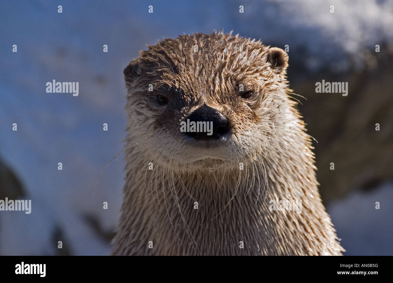 Northern River Otter in winter Stock Photo - Alamy
