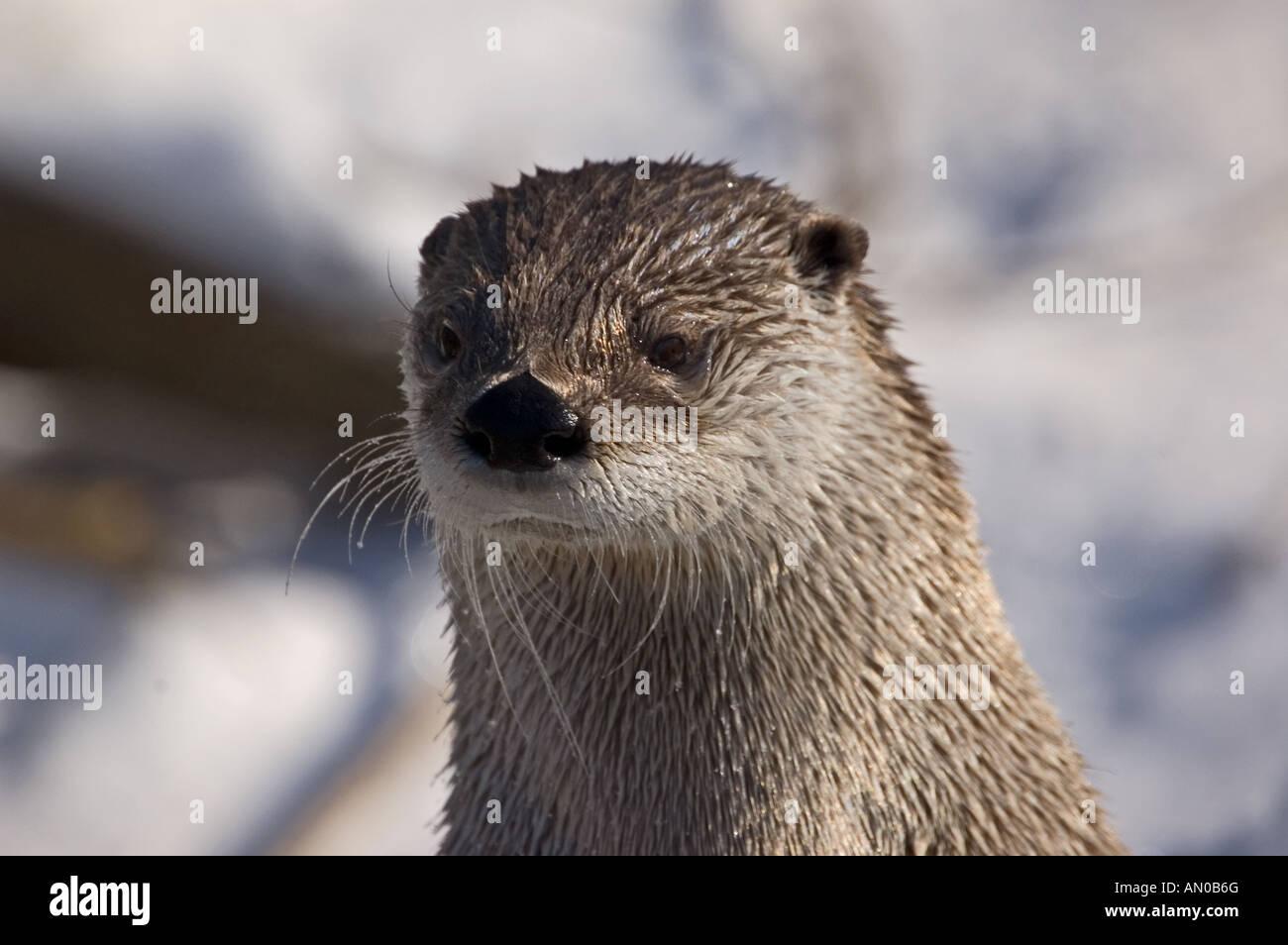 Northern River Otter in winter Stock Photo - Alamy