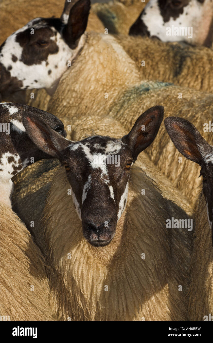 Welsh mules gimmers out of Beulah ewes sired by a Blue Faced leicester ...