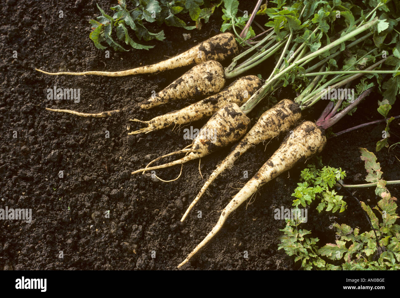 Parsnip 'Gladiator', harvested, vegetable growing, healthy eating ...