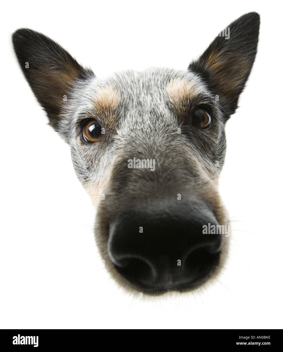 Close up of a dog s head Stock Photo - Alamy