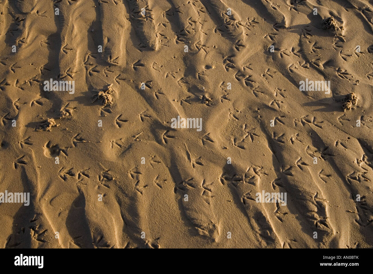 Shore Birds Footprints on Winter Feeding Ground Stock Photo - Alamy