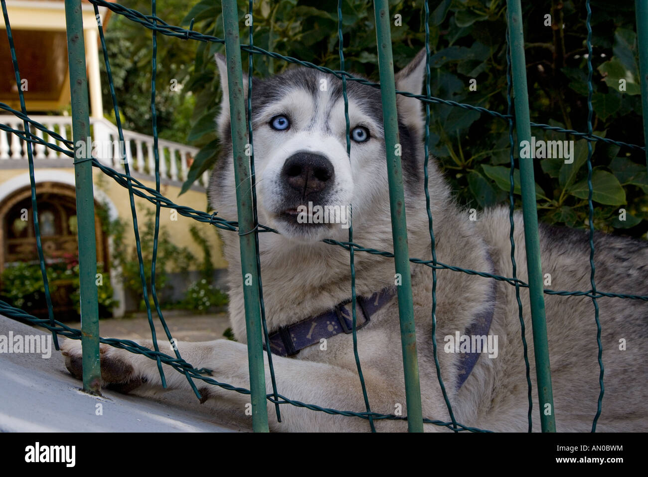 Scary Husky High Resolution Stock Photography and Images - Alamy