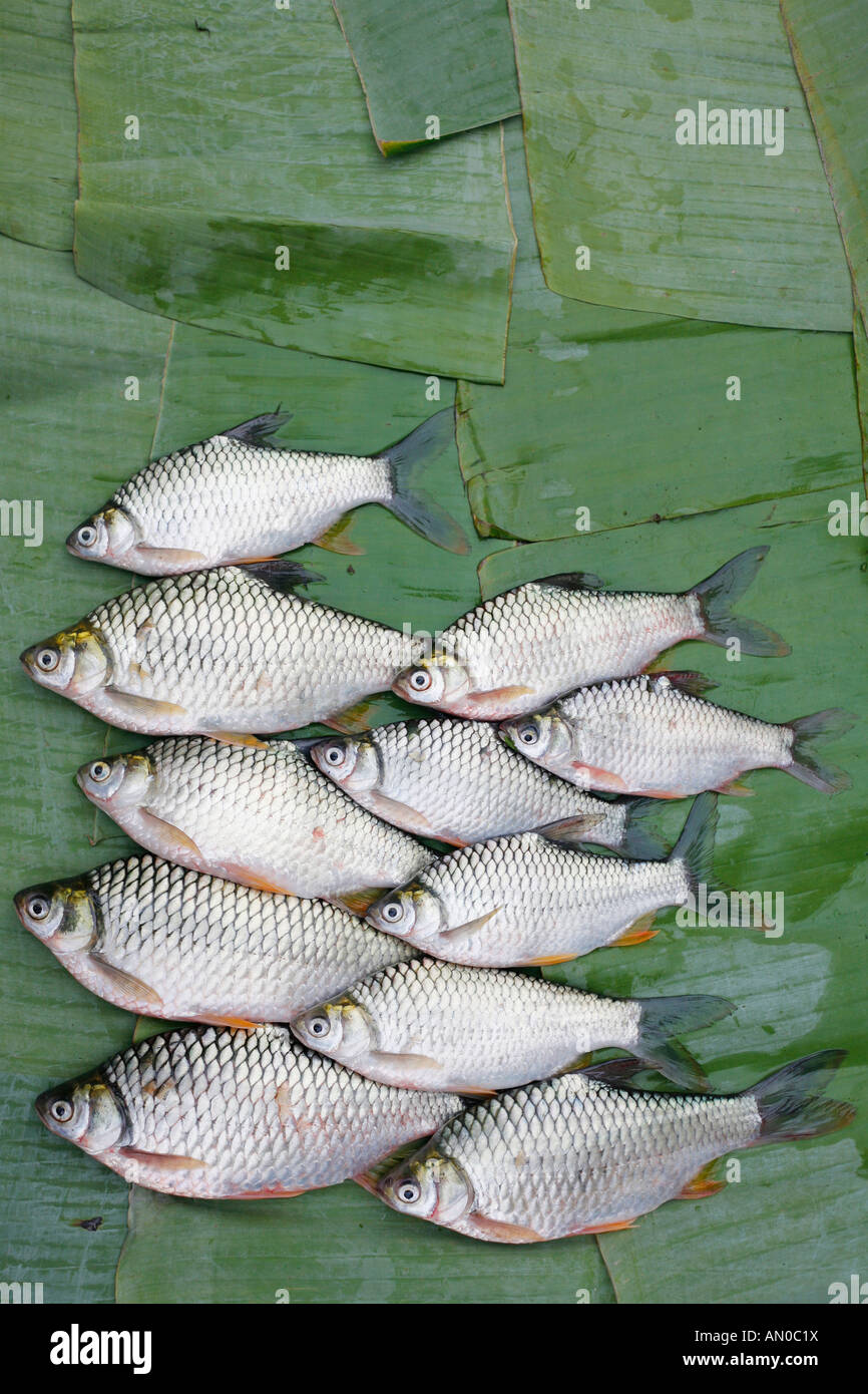 Freshwater fish on sale in Luang Prabang Market, Laos Stock Photo - Alamy