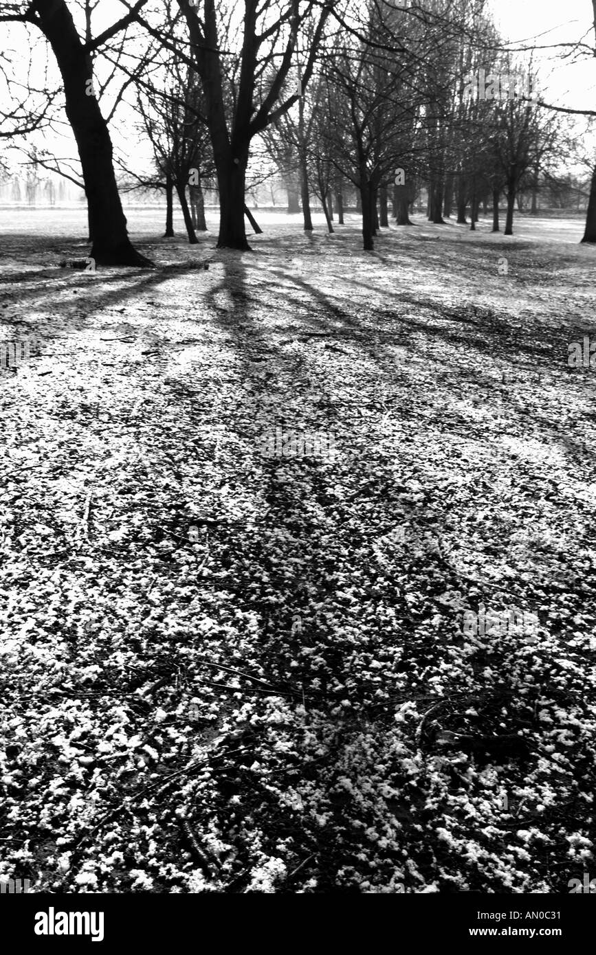 Tree limb shadows hi-res stock photography and images - Alamy