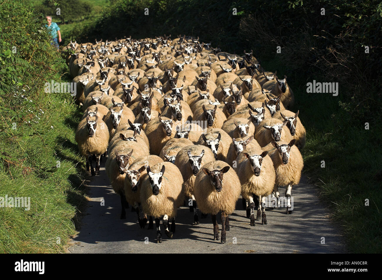 Mule fat hi-res stock photography and images - Alamy