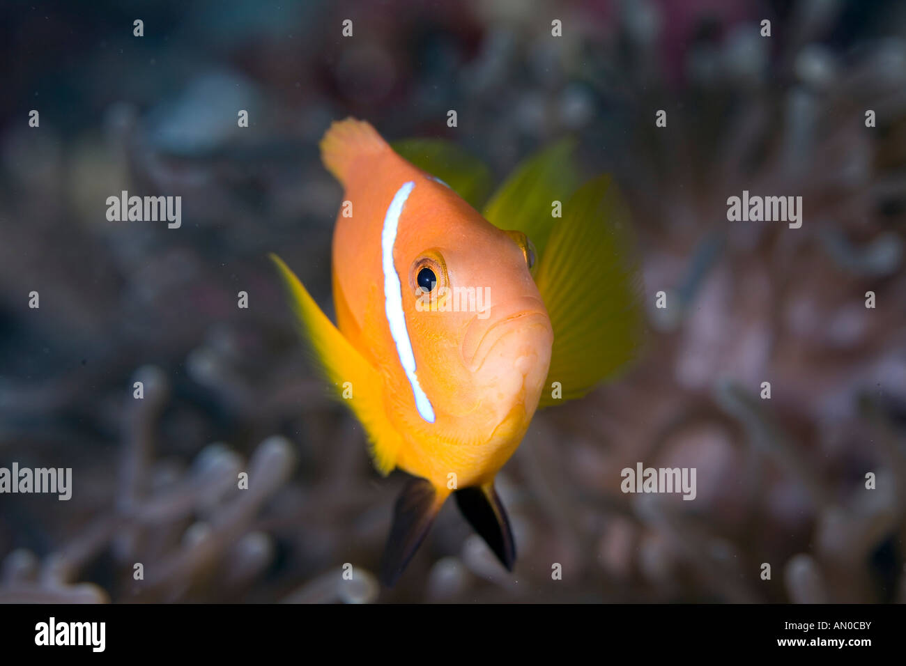 False clown fish baros maldives hi-res stock photography and images - Alamy