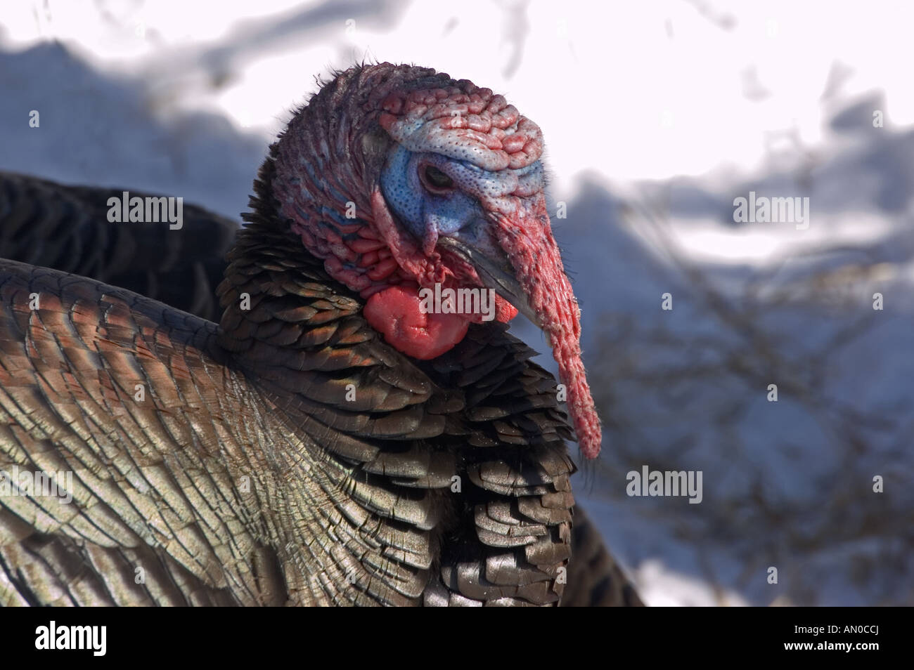 Turkey wattle hi-res stock photography and images - Alamy