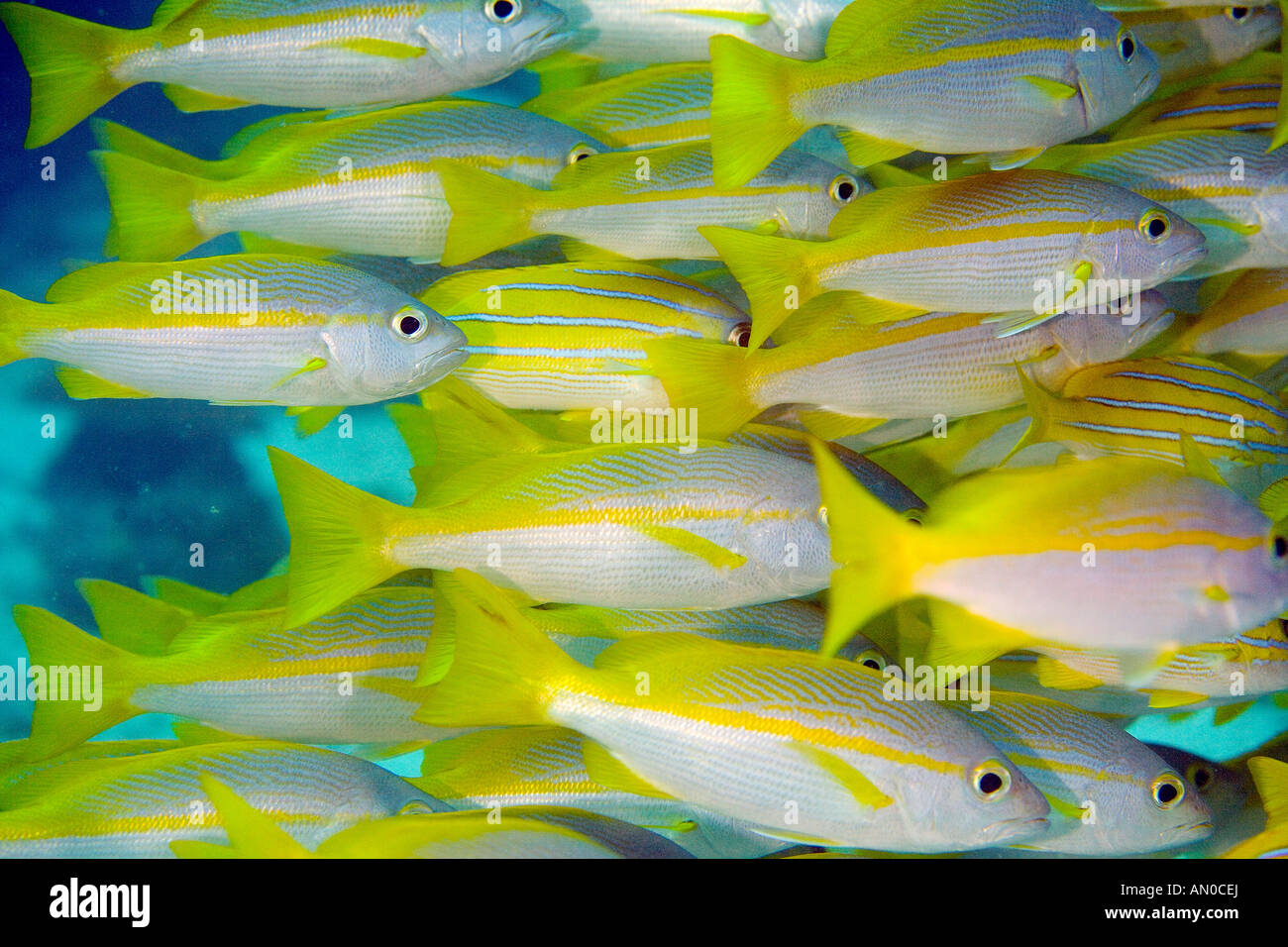 Yellowtail Snapper School Yellowtail Snapper Fishing Is Favorite For