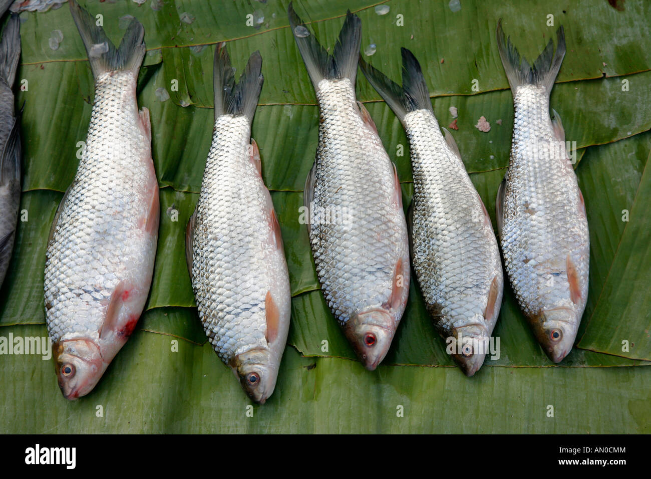 Freshwater fish on sale in Luang Prabang Market, Laos Stock Photo - Alamy