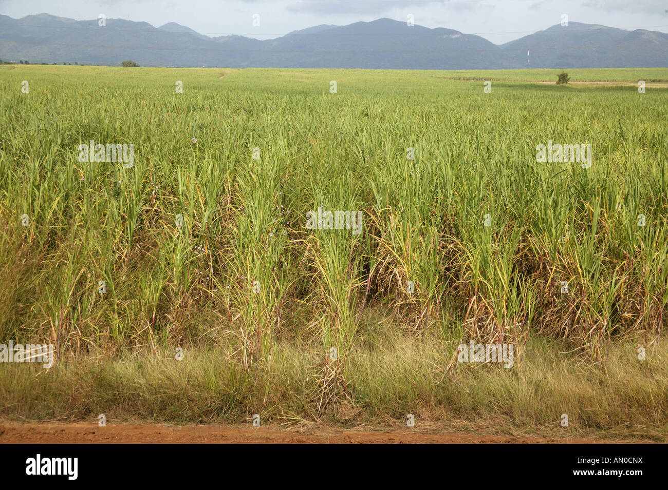 Sugar cane plantation cuba hi-res stock photography and images - Alamy
